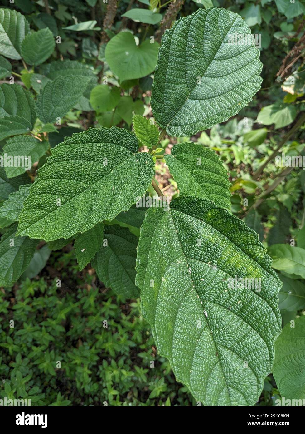 Scratchbush (Urera baccifera), Plantae, Patulul, Guatemala Stock Photo ...