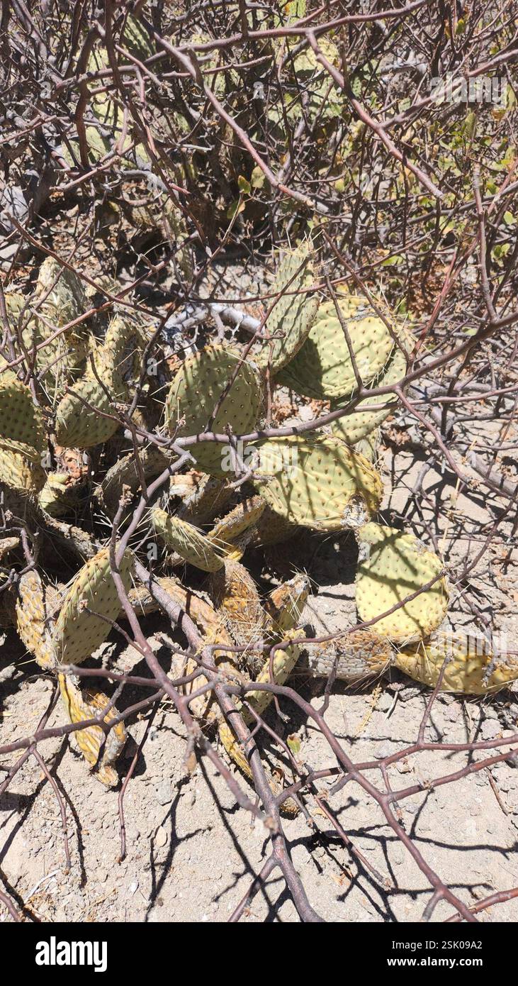 comondu cactus (Opuntia comonduensis), Plantae, Bahía de Loreto, Loreto ...