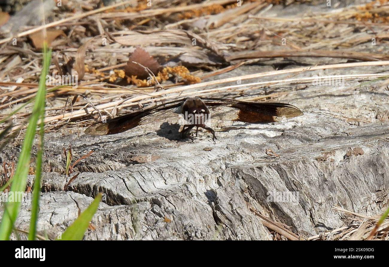 Common Whitetail (Plathemis lydia), Insecta, Challenger Seven Memorial ...