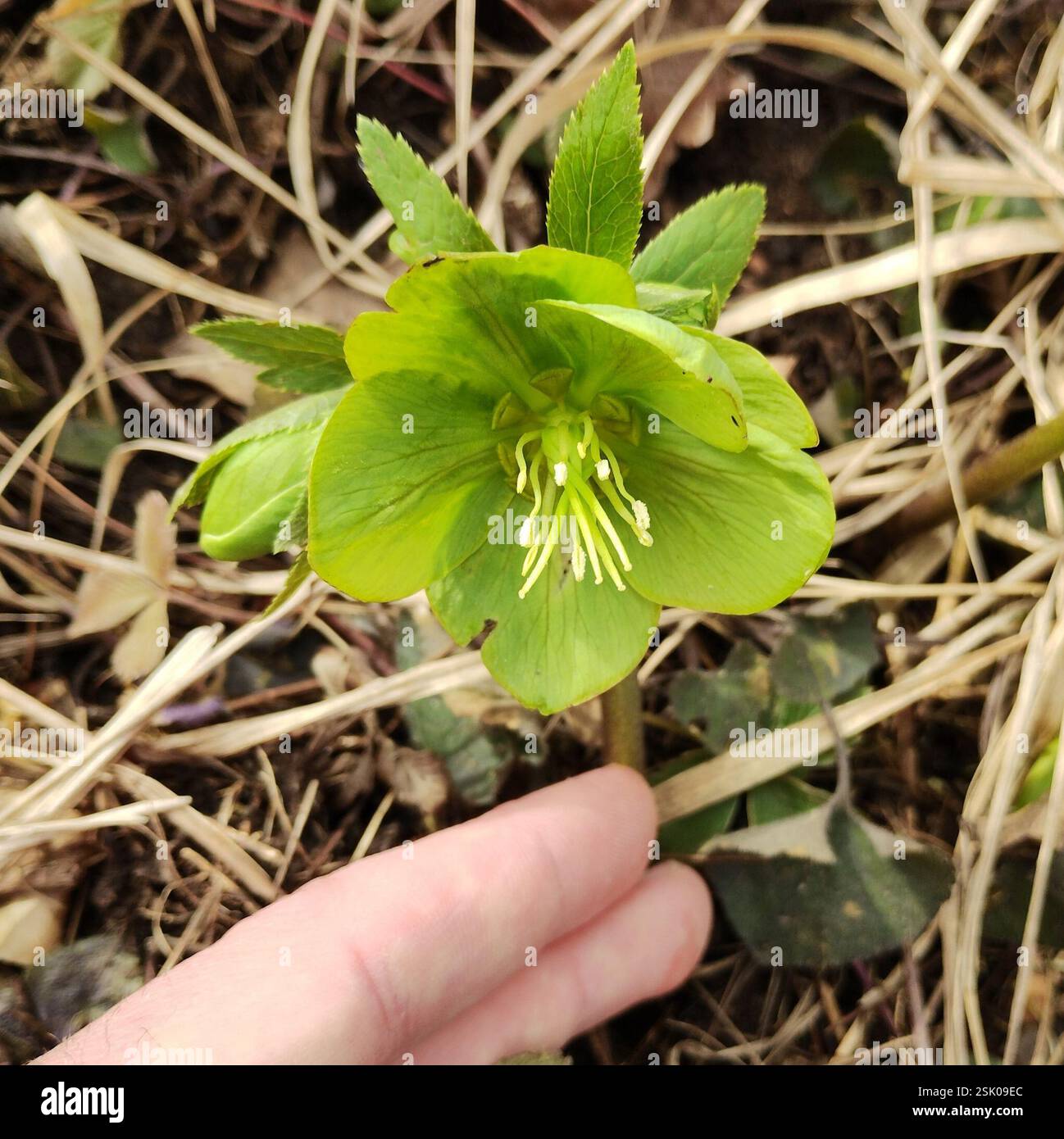 Sweet-scented Hellebore (Helleborus odorus), Plantae, Kosanin dol ...