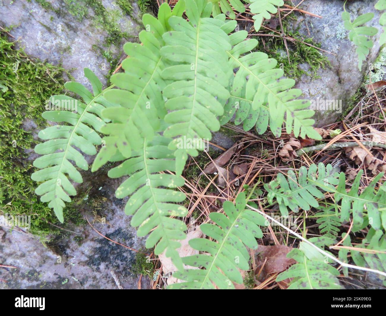 rock polypody (Polypodium virginianum), Plantae, Devil's Lake State ...