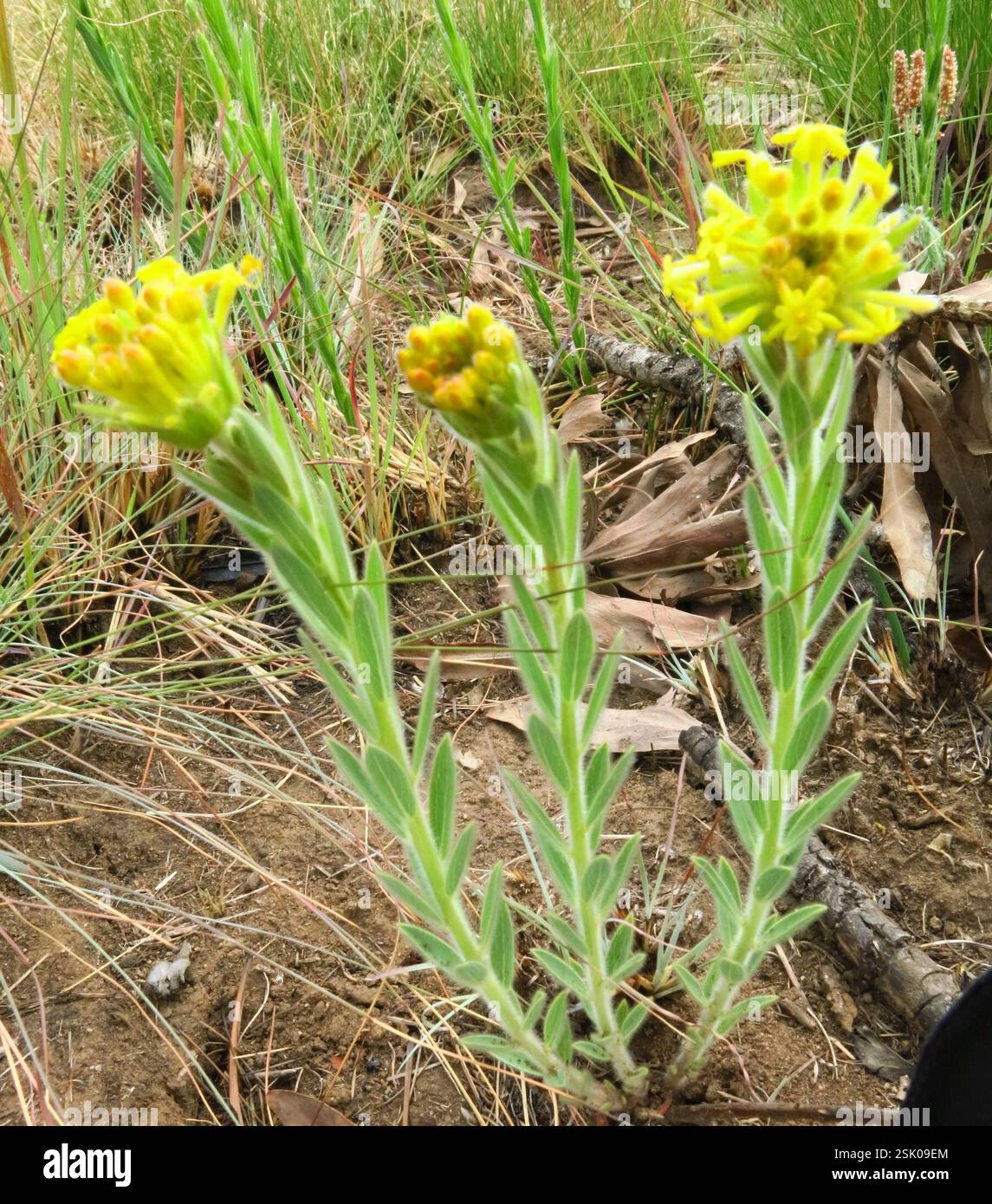 Yellowhead Curryflower (Lasiosiphon kraussianus), Plantae, Giants ...
