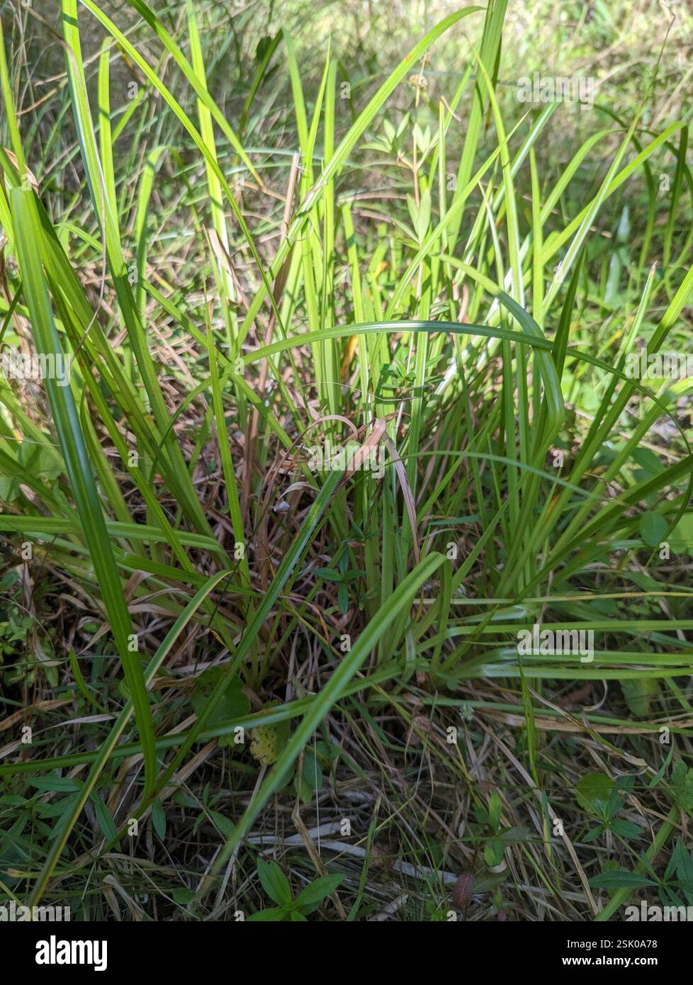 Southern Beaksedge (Rhynchospora microcarpa), Plantae, Jupiter, FL, USA ...