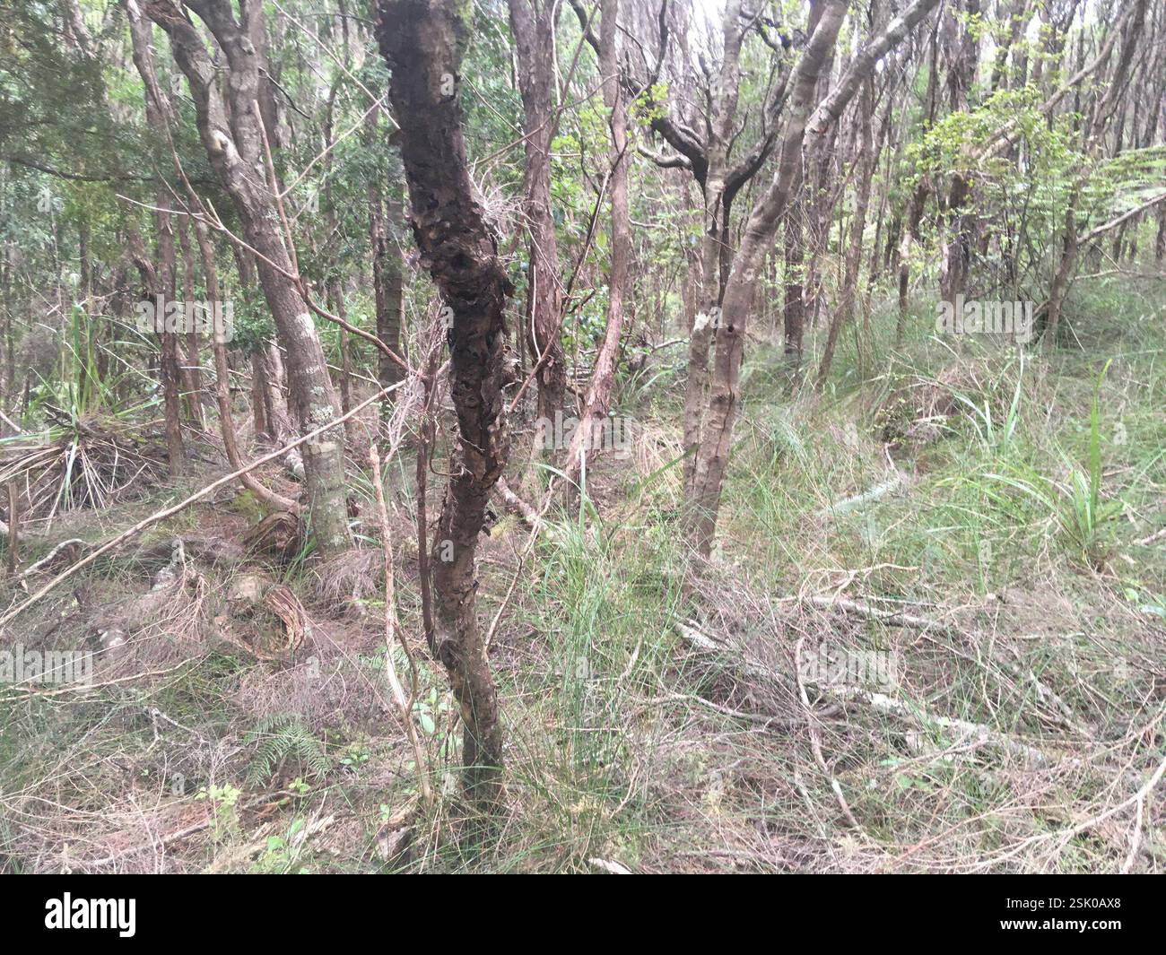 Tanekaha hi-res stock photography and images - Alamy