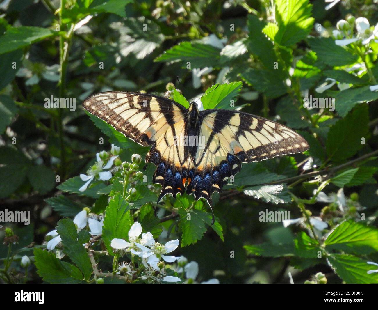 Eastern Tiger Swallowtail (Papilio glaucus), Insecta, Challenger Seven ...