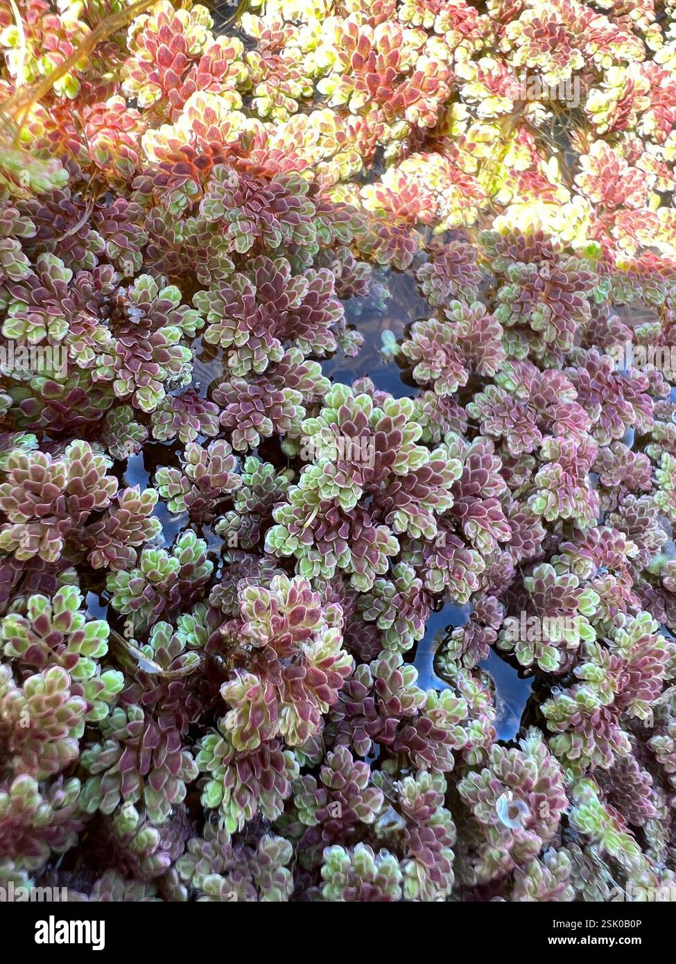 water fern (Azolla filiculoides), Plantae, Locke Paddon Wetlands Park ...