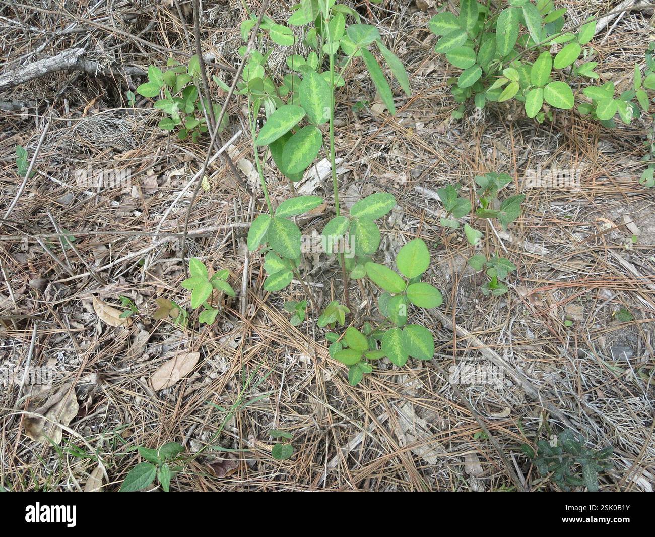 (Faboideae), Plantae, Windsor Forest, Savannah, GA, USA Stock Photo - Alamy