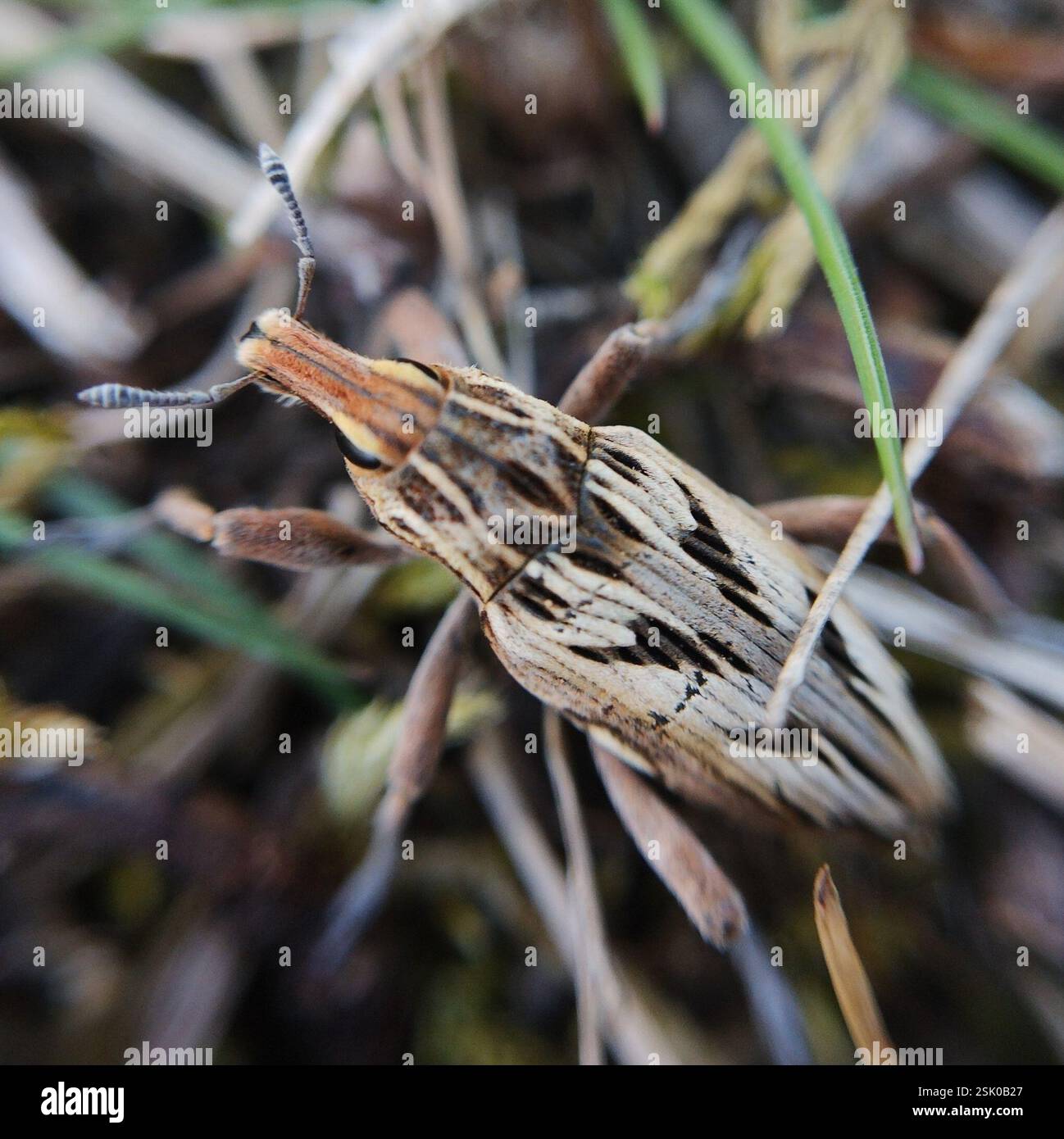 (Coniocleonus nigrosuturatus), Insecta, 1137 Pancharevo, Bulgaria Stock ...