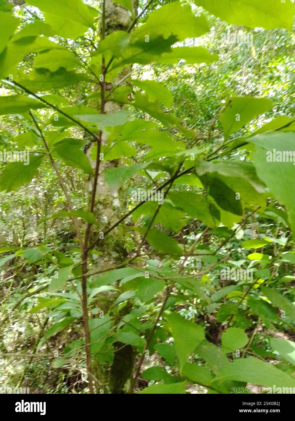 southern raintree (Brunfelsia australis), Plantae, 37000 Departamento ...