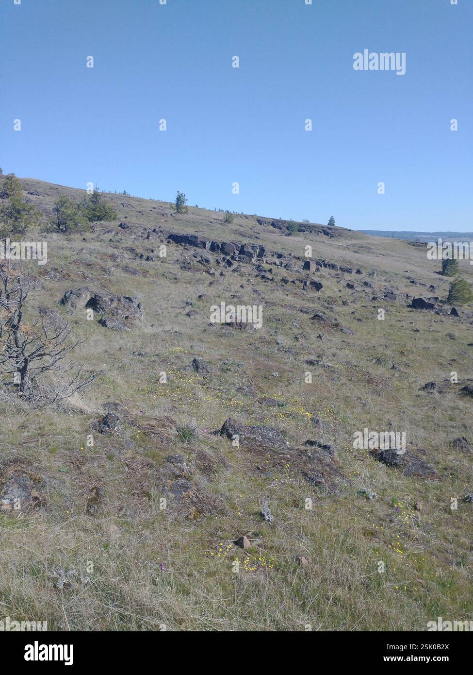 spring gold (Crocidium multicaule), Plantae, White Salmon, WA 98672 ...
