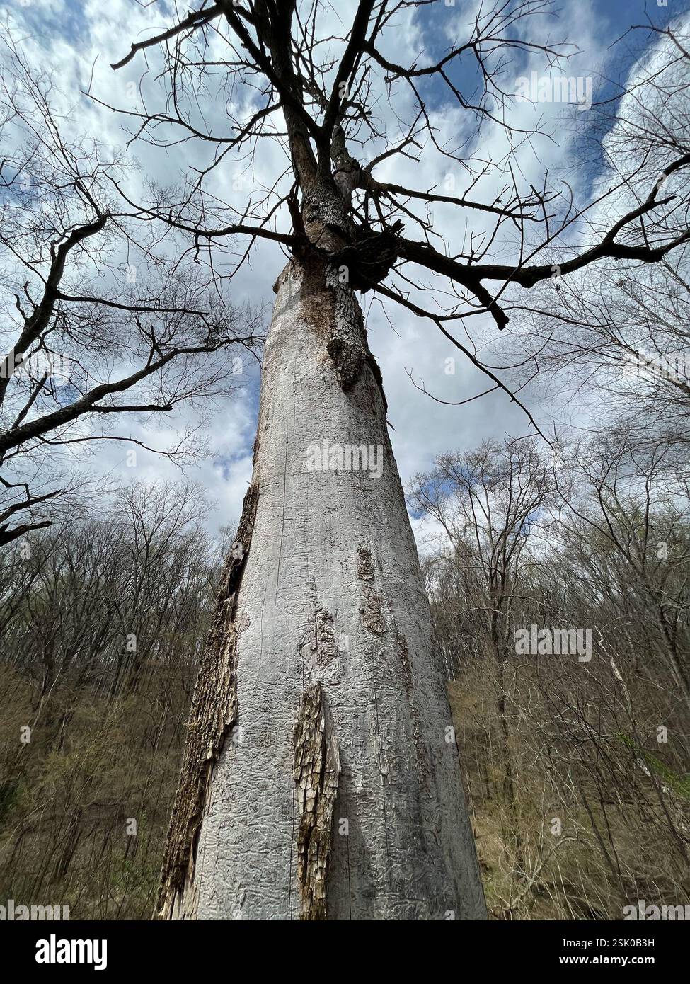 Emerald Ash Borer (Agrilus planipennis), Insecta, Garden Rd ...