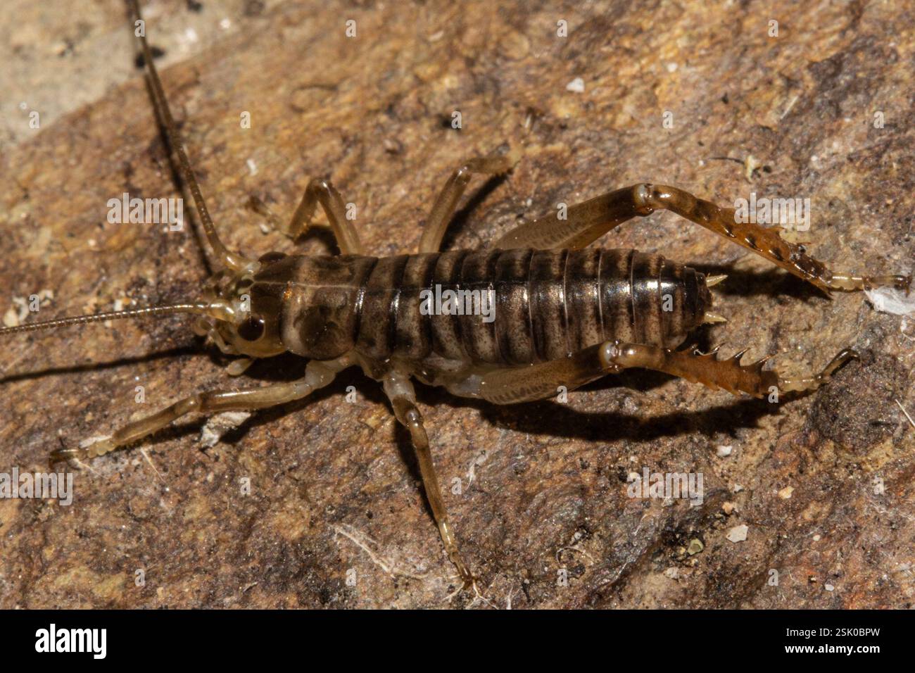 Mountain Stone Weta (Hemideina maori), Insecta, Omarama, New Zealand ...