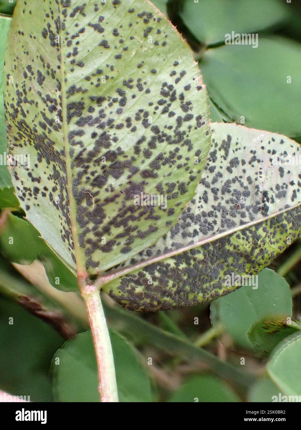 (Polythrincium trifolii), Fungi, Chatham Islands, Rekohu (Chatham ...