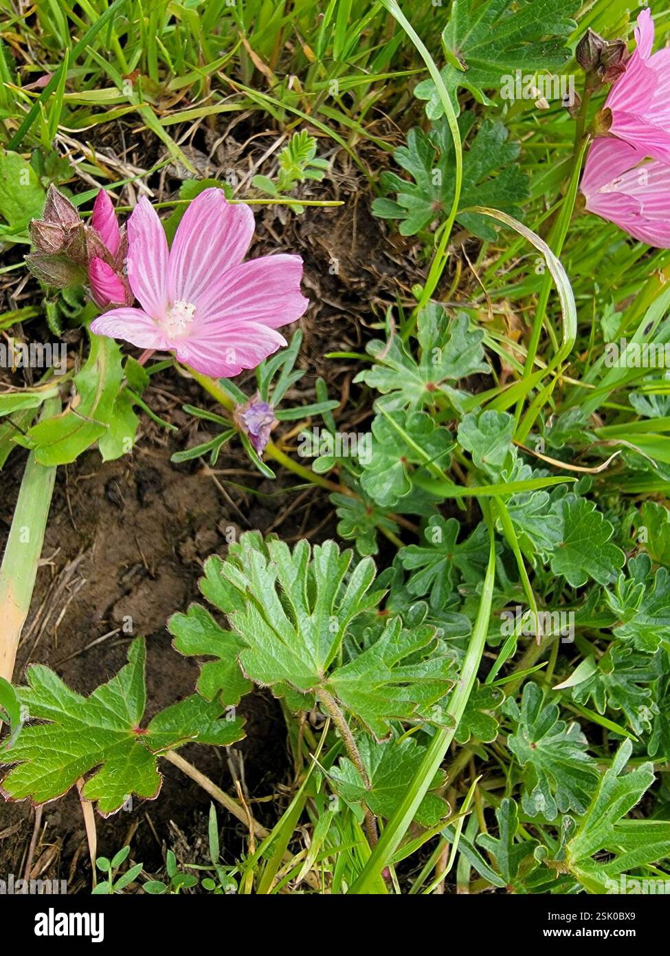 checkerbloom (Sidalcea malviflora), Plantae, San Martin, CA 95046, USA ...