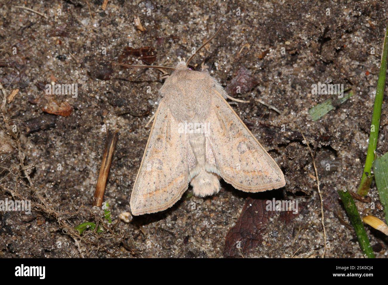 Powdered quaker hi-res stock photography and images - Alamy
