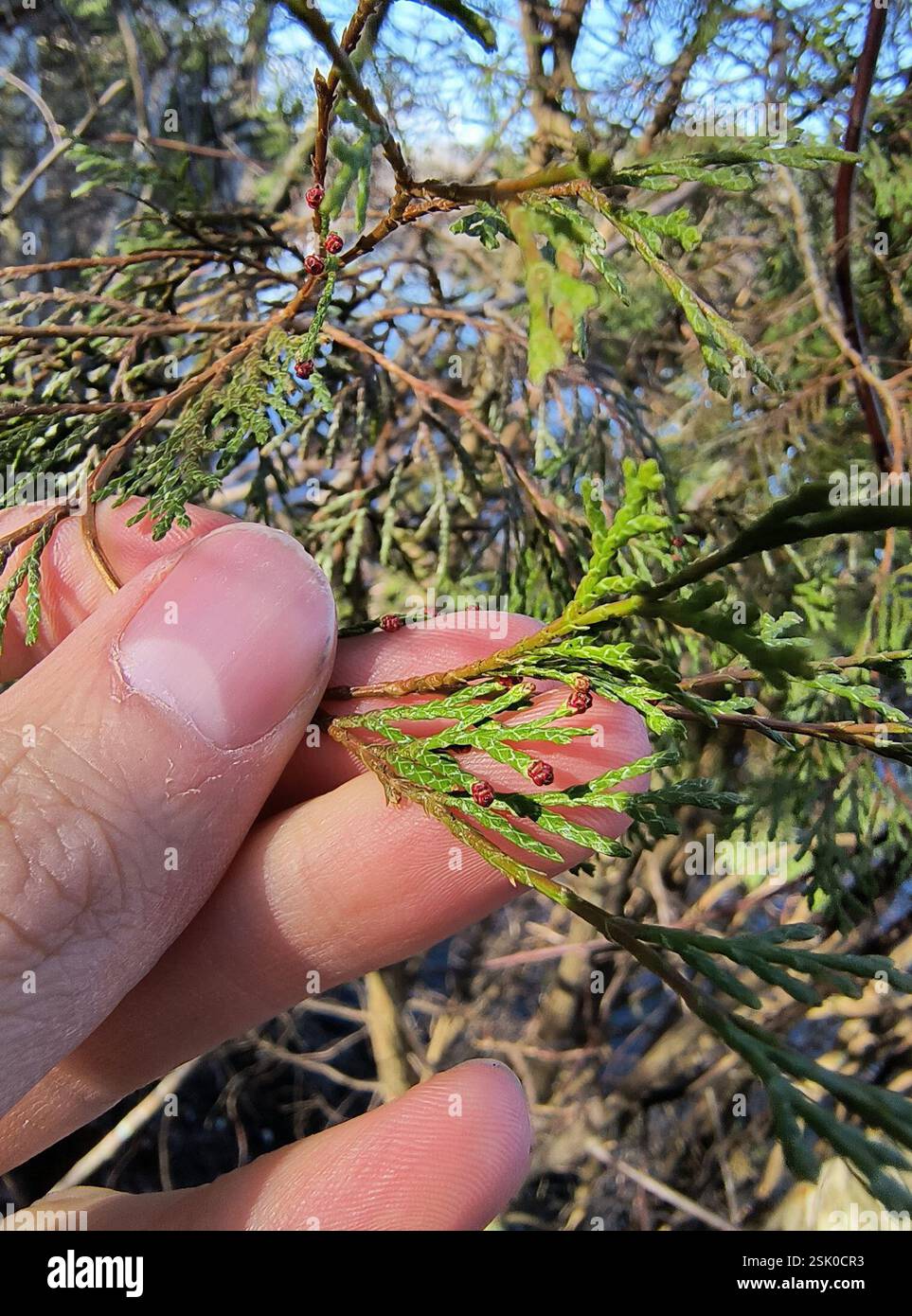 Atlantic white cedar (Chamaecyparis thyoides), Plantae, Turner Pond ...
