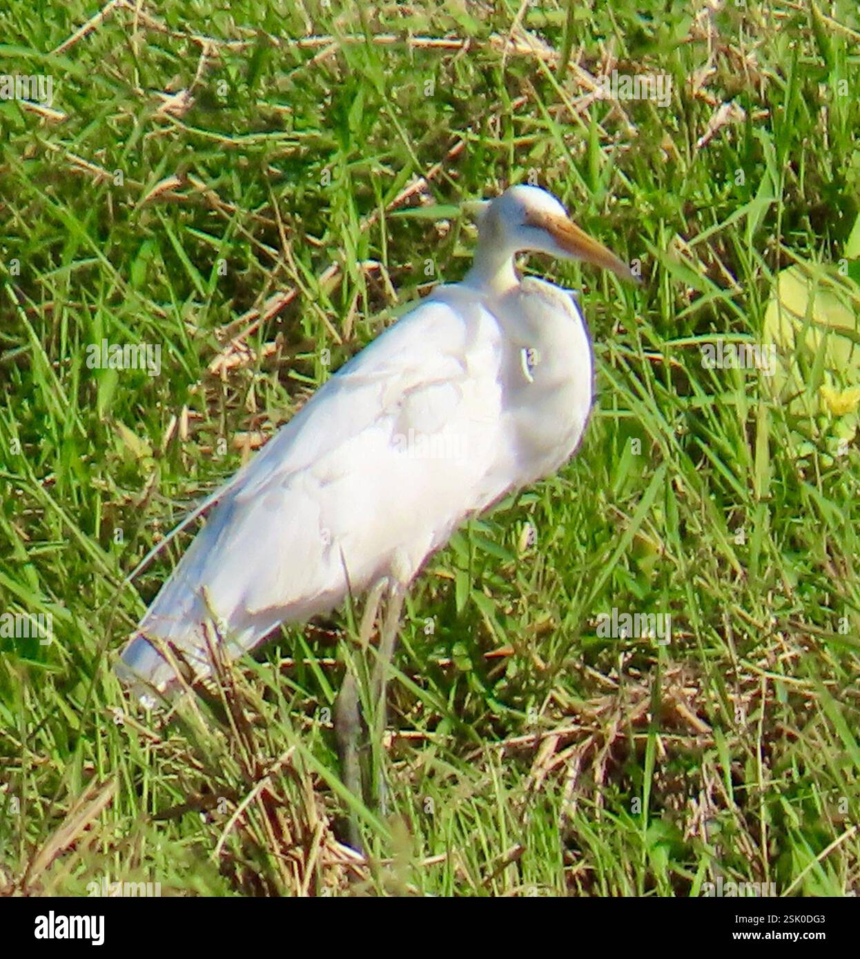 Great Egret (Ardea alba), Aves, Carretera Playa Girón - Yaguaramas ...