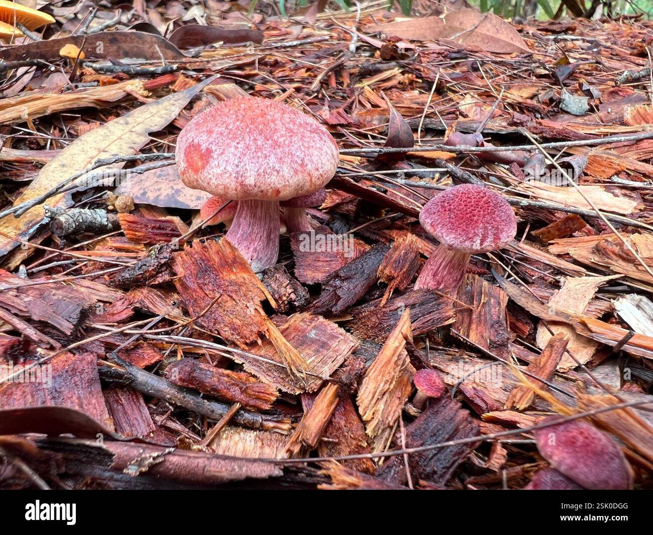 Boletellus emodensis hi-res stock photography and images - Alamy