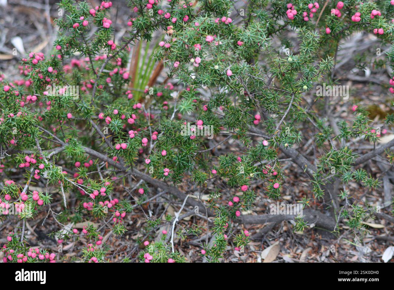 Crimson Berry (Leptecophylla oxycedrus), Plantae, Wilsons Promontory ...