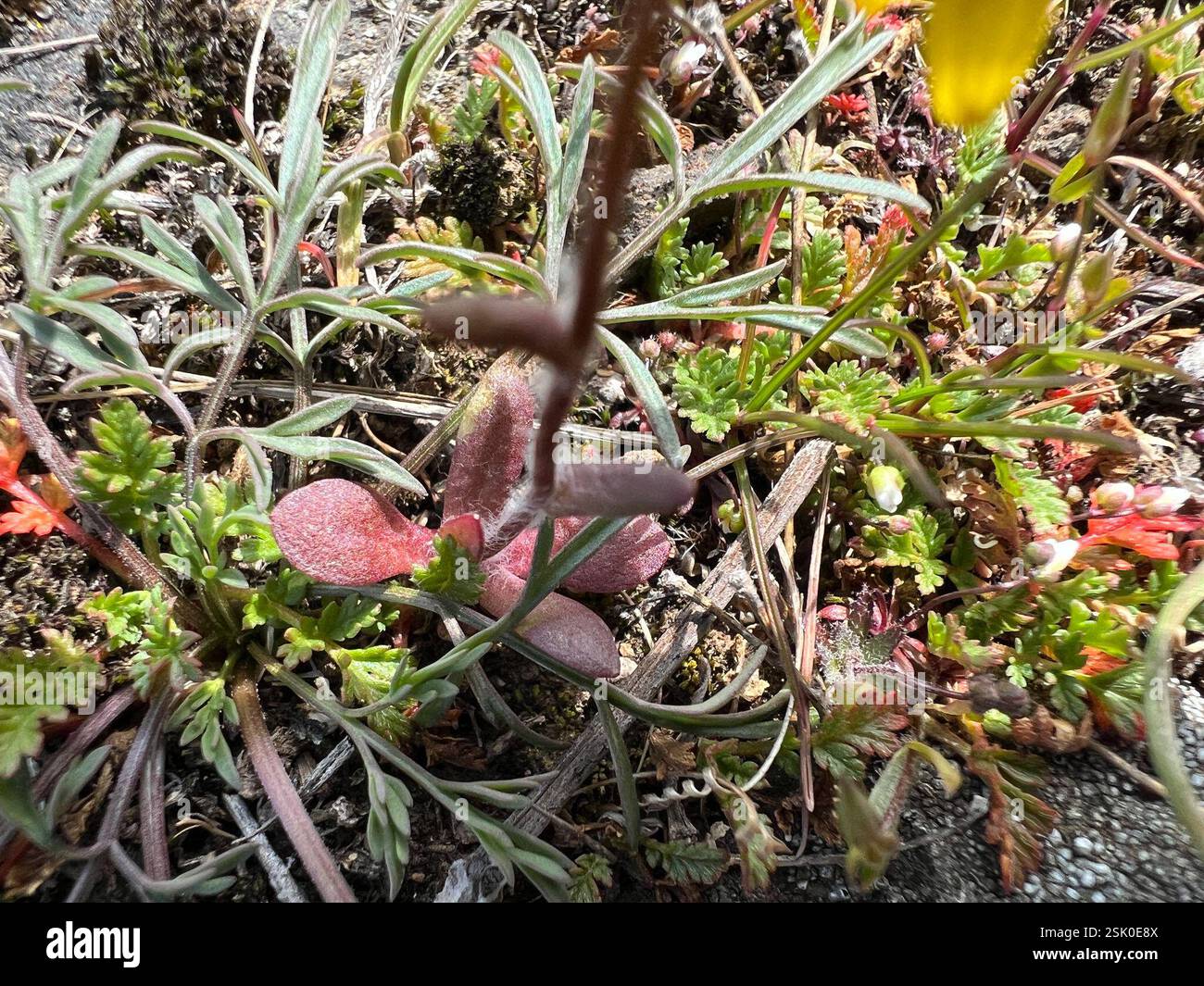spring gold (Crocidium multicaule), Plantae, Columbia River Gorge ...