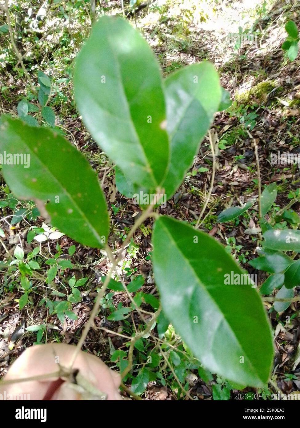 (Daphnopsis racemosa), Plantae, 37000 Departamento de Cerro Largo ...
