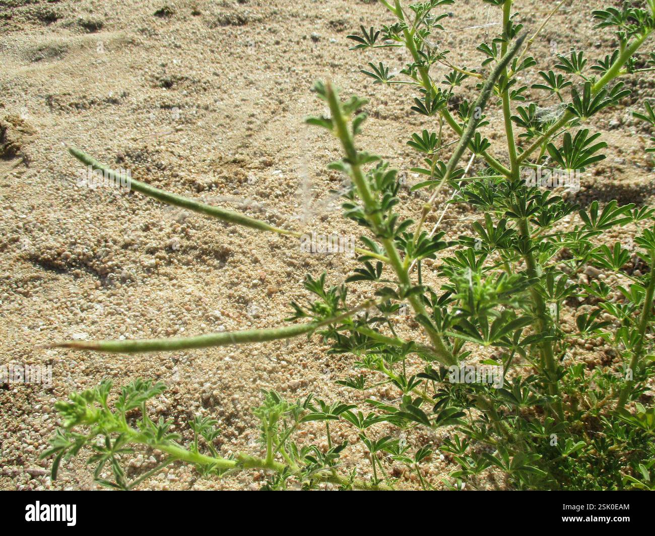 Elegant Spindlepod (Cleome elegantissima), Plantae, Erongo Region ...