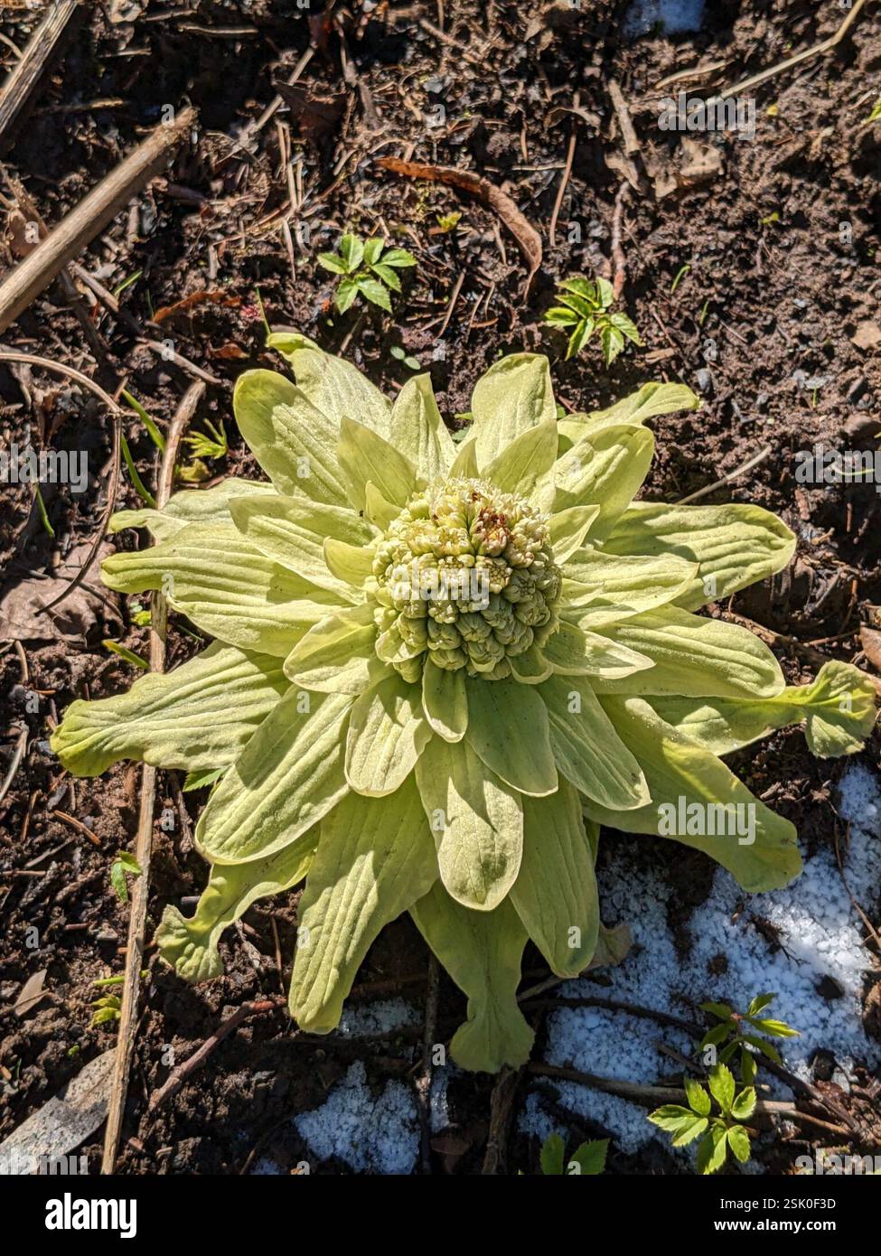 Giant Butterbur (Petasites japonicus), Plantae, Edinburgh EH13, UK ...