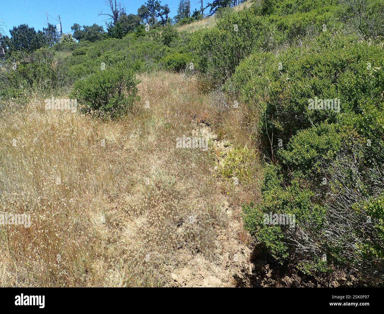 Coastal Tarweed (Deinandra corymbosa), Plantae, Santa Cruz County, CA ...
