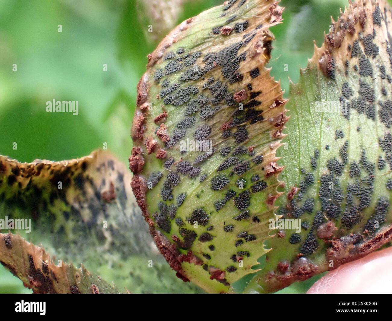 (Polythrincium trifolii), Fungi, Chatham Islands, Rekohu (Chatham ...