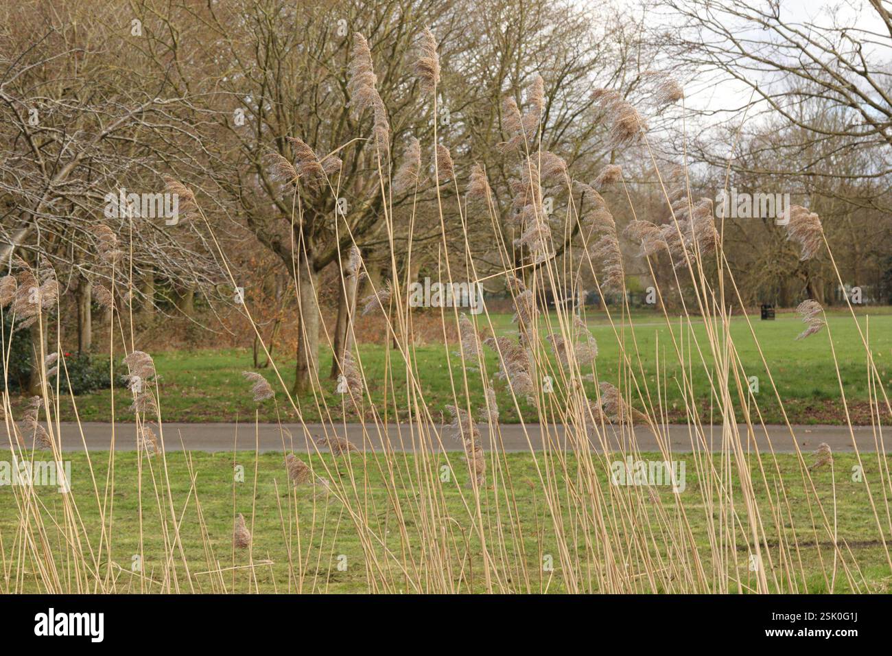 European reed (Phragmites australis australis), Plantae, Sefton Park ...