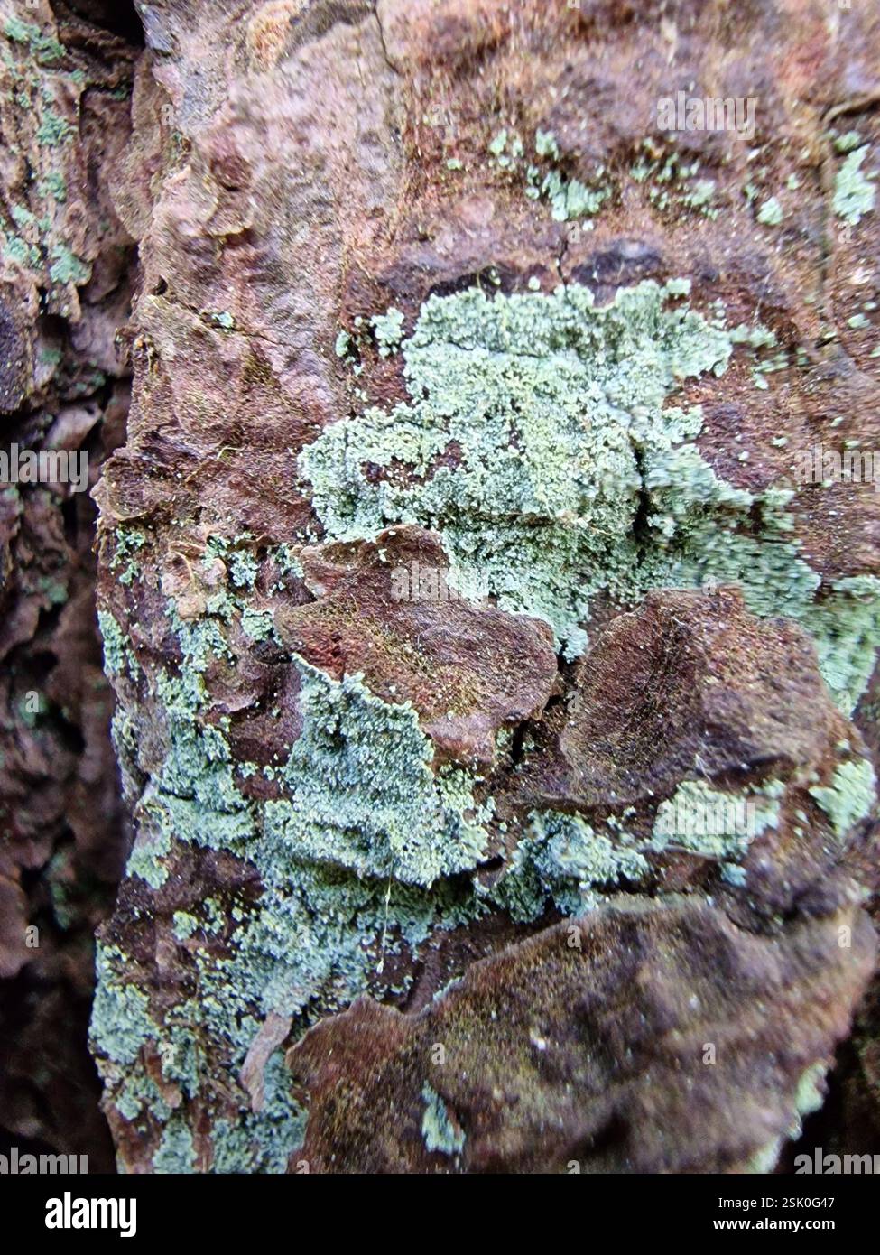 Common Dust Lichen (Lepraria incana), Fungi, Sheffield Park TN22 3QX ...