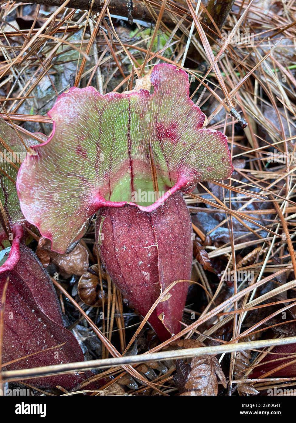 Southern Purple Pitcher Plant (Sarracenia purpurea venosa), Plantae ...