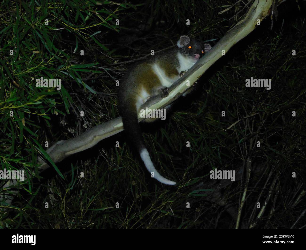 Common Ring-tailed Possum (Pseudocheirus peregrinus), Mammalia, Hobart ...