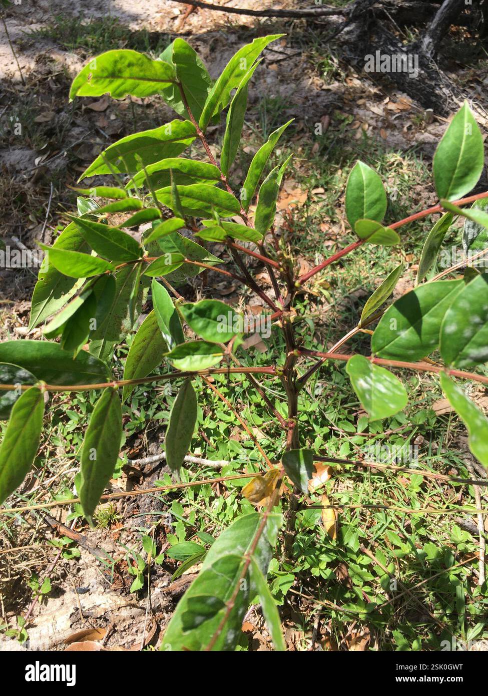 Coffee Senna (Senna occidentalis), Plantae, Myakka City, Sarasota, FL ...
