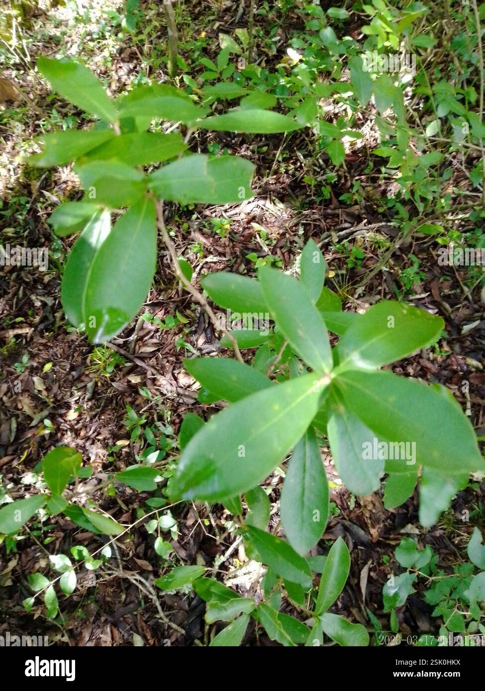 (Daphnopsis racemosa), Plantae, 37000 Departamento de Cerro Largo ...