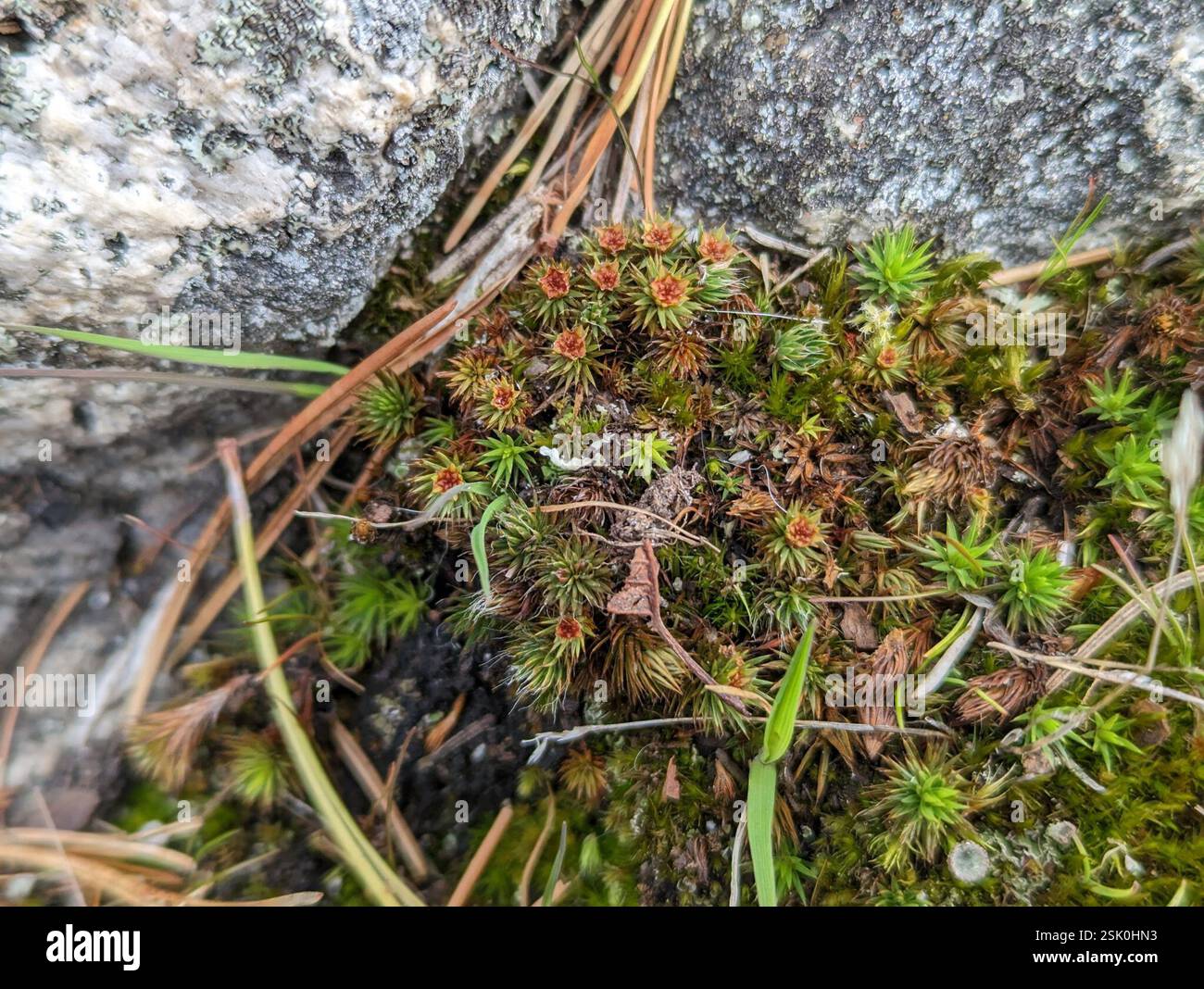 haircap mosses (Polytrichum), Plantae, 8PMR+3X, West Vancouver, BC V7W ...