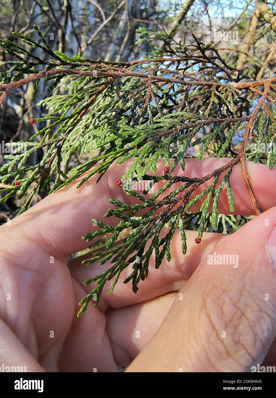 Atlantic white cedar (Chamaecyparis thyoides), Plantae, Turner Pond ...
