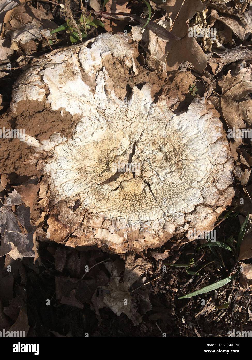 giant puffball (Calvatia gigantea), Fungi, Busey Woods, Urbana, IL, US ...