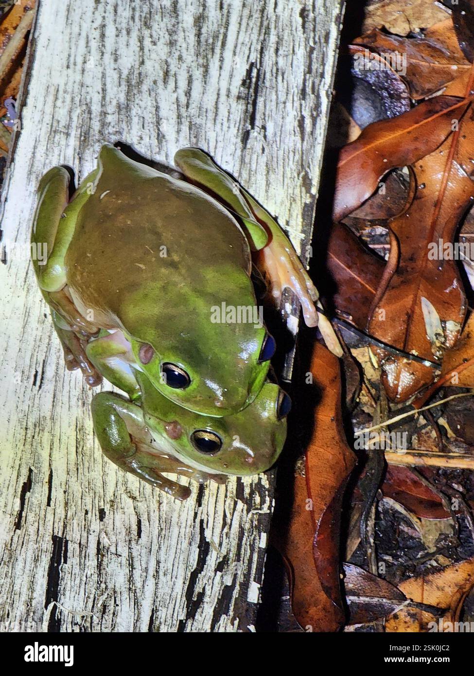 Australian Green Tree Frog (Ranoidea caerulea), Amphibia, Bouldercombe ...