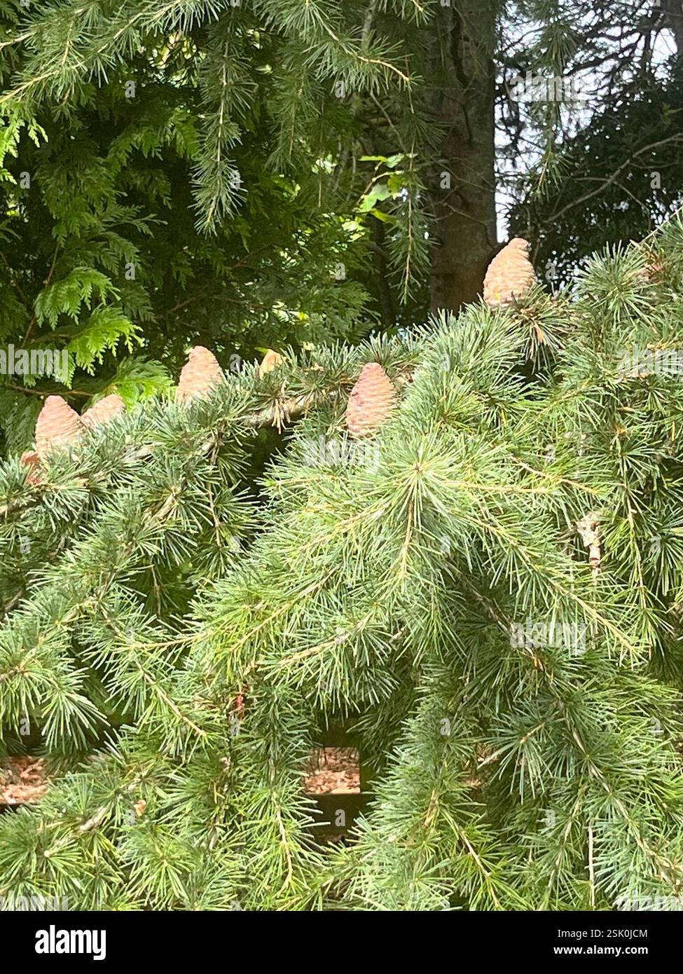 Deodar cedar (Cedrus deodara), Plantae, North Island, Hamilton, Waikato ...
