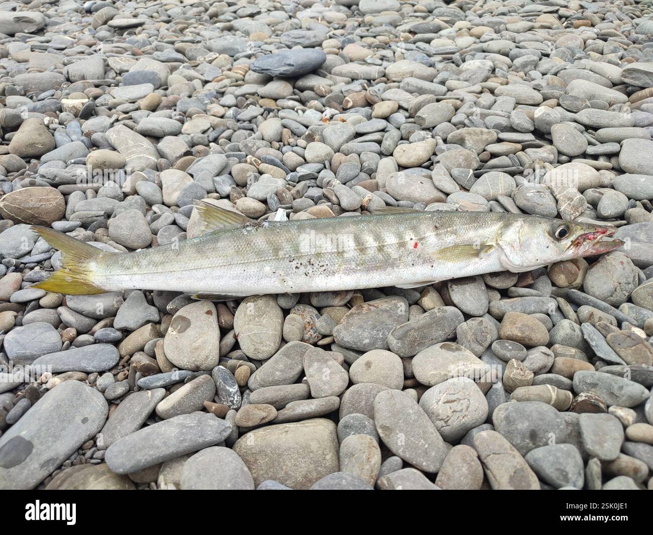 Pickhandle Barracuda (Sphyraena jello), Actinopterygii, 941台灣屏東縣枋山鄉七里溪 ...