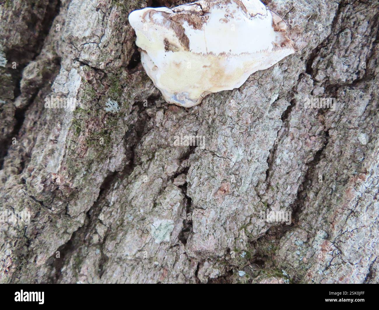 (Ganoderma megaloma), Fungi, Devil's Lake State Park, Devils Lake, Sauk ...