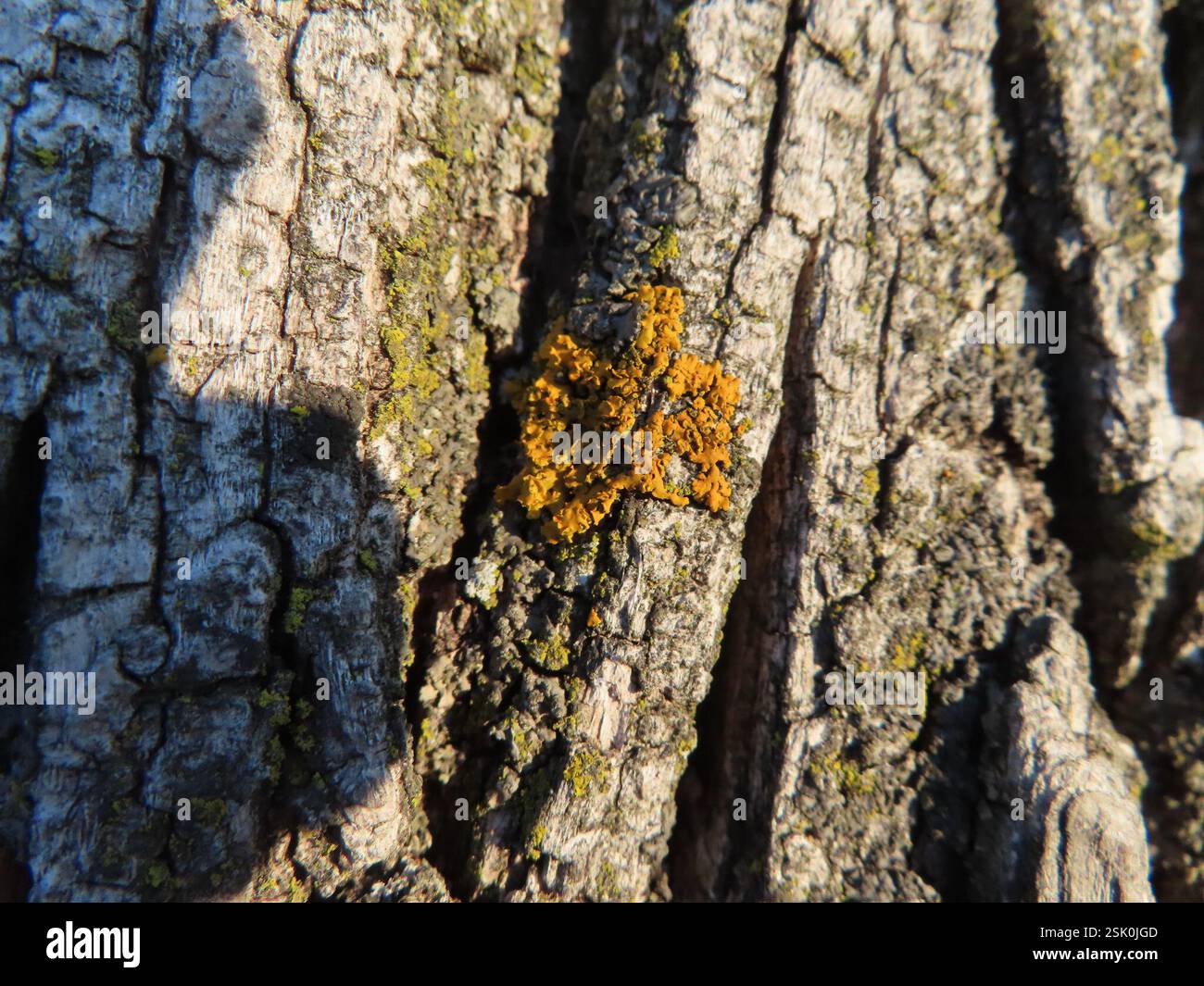 Hooded Sunburst Lichen (Xanthomendoza fallax), Fungi, Historic Water ...