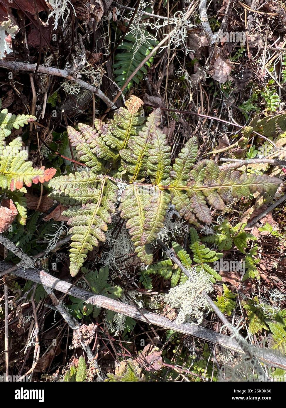 goldback fern (Pentagramma triangularis), Plantae, Snohomish County, WA ...