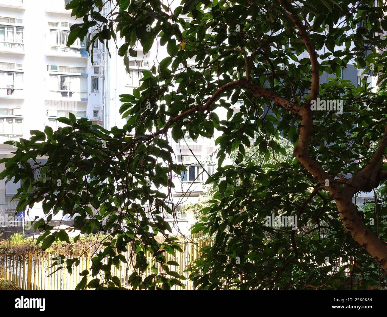 Common Red-stem Fig (Ficus variegata), Plantae, Shek Tong Tsui, Hong ...