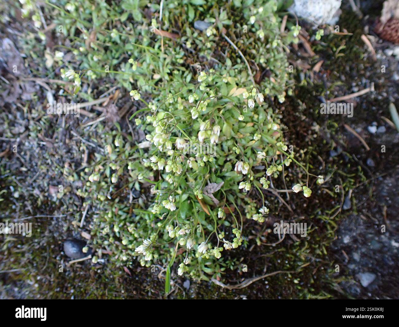 Common Whitlowgrass (Draba verna), Plantae, Fairfield, Victoria, BC ...
