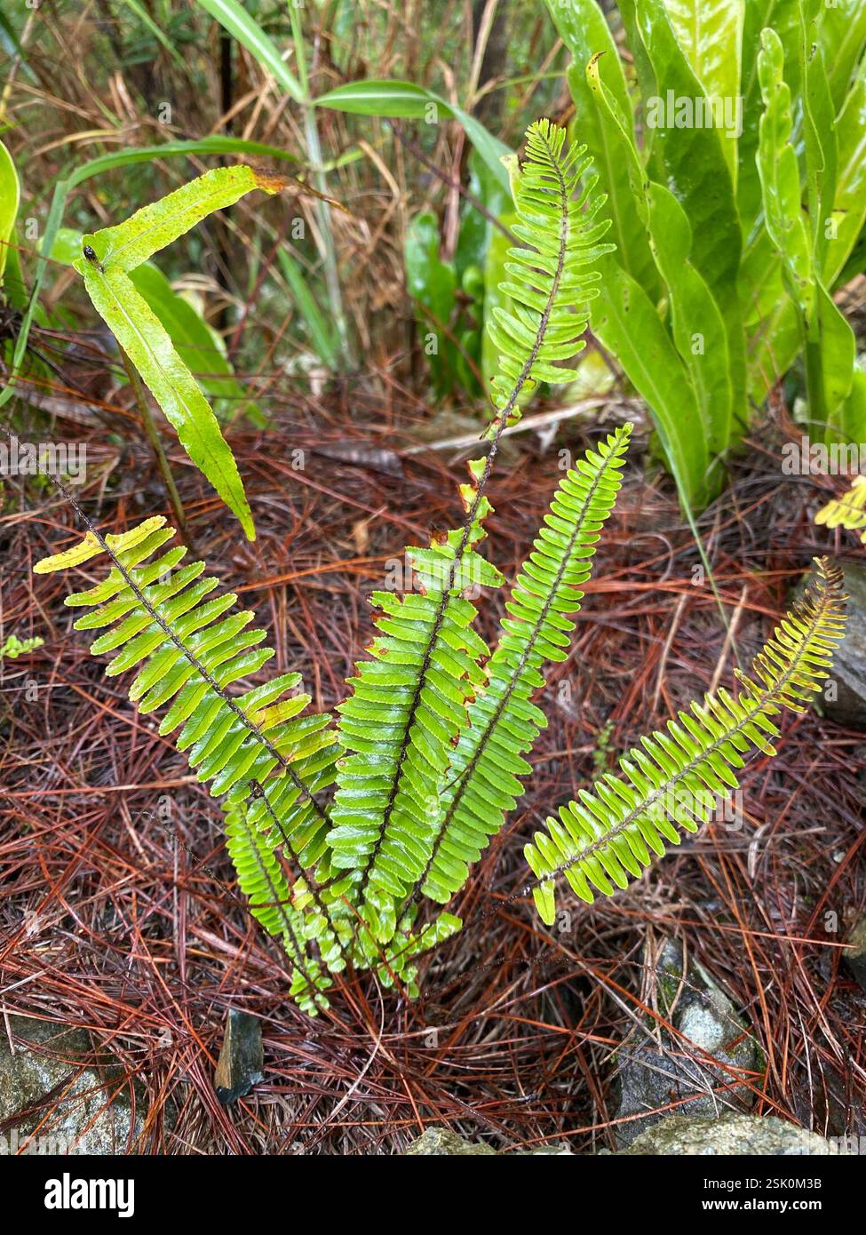 Fishbone Fern (Nephrolepis cordifolia), Plantae, Luzon, Bontoc ...