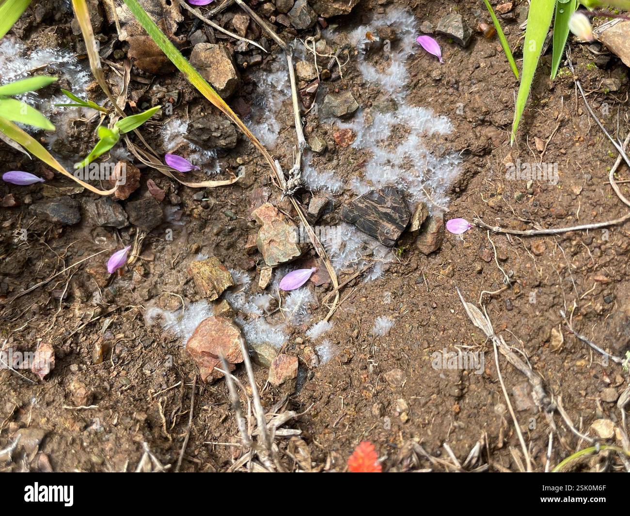 (Chromelosporium), Fungi, Via Laguna Vista, San Luis Obispo, CA, US ...