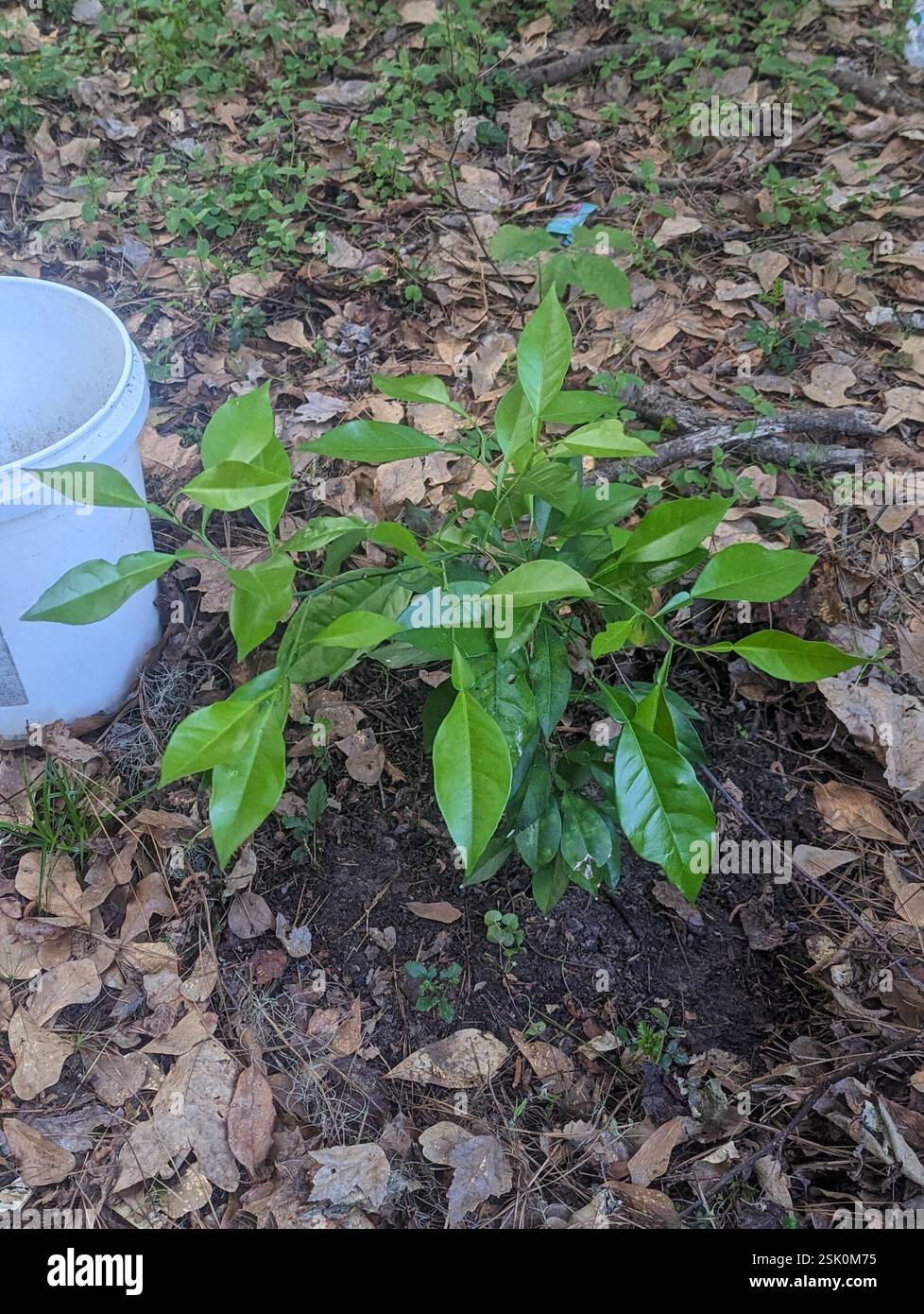 Orange (Citrus × aurantium), Plantae, Windsor Forest, Savannah, GA, USA ...