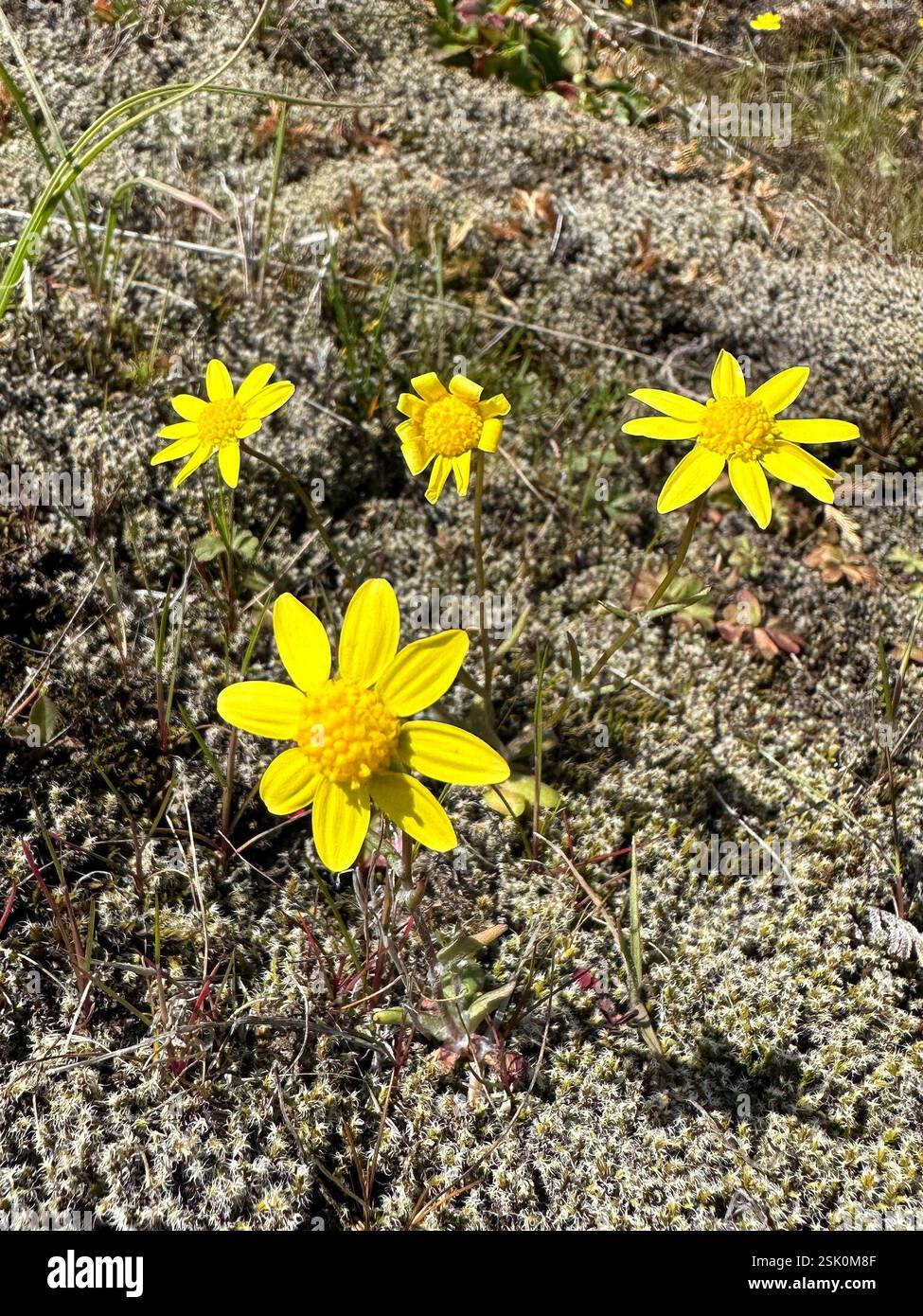 spring gold (Crocidium multicaule), Plantae, Columbia River Gorge ...